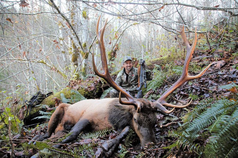 Roosevelt Elk Hunts | Vancouver Island Guide Outfitters