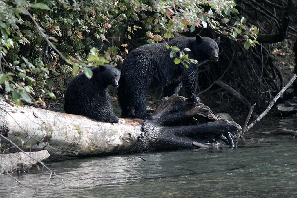 Wild Hunts Guided Big Game Hunting on Vancouver Island BC
